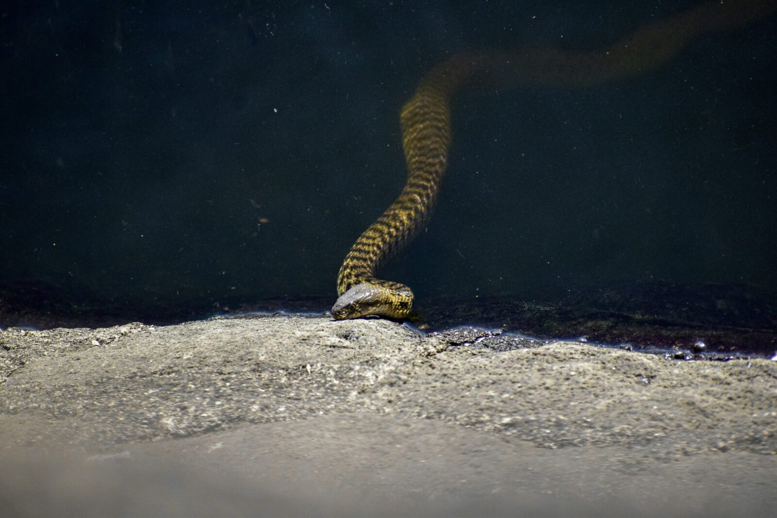 Automating Daily Tasks with Python: Real-World Use Cases - gfxpixelment.com